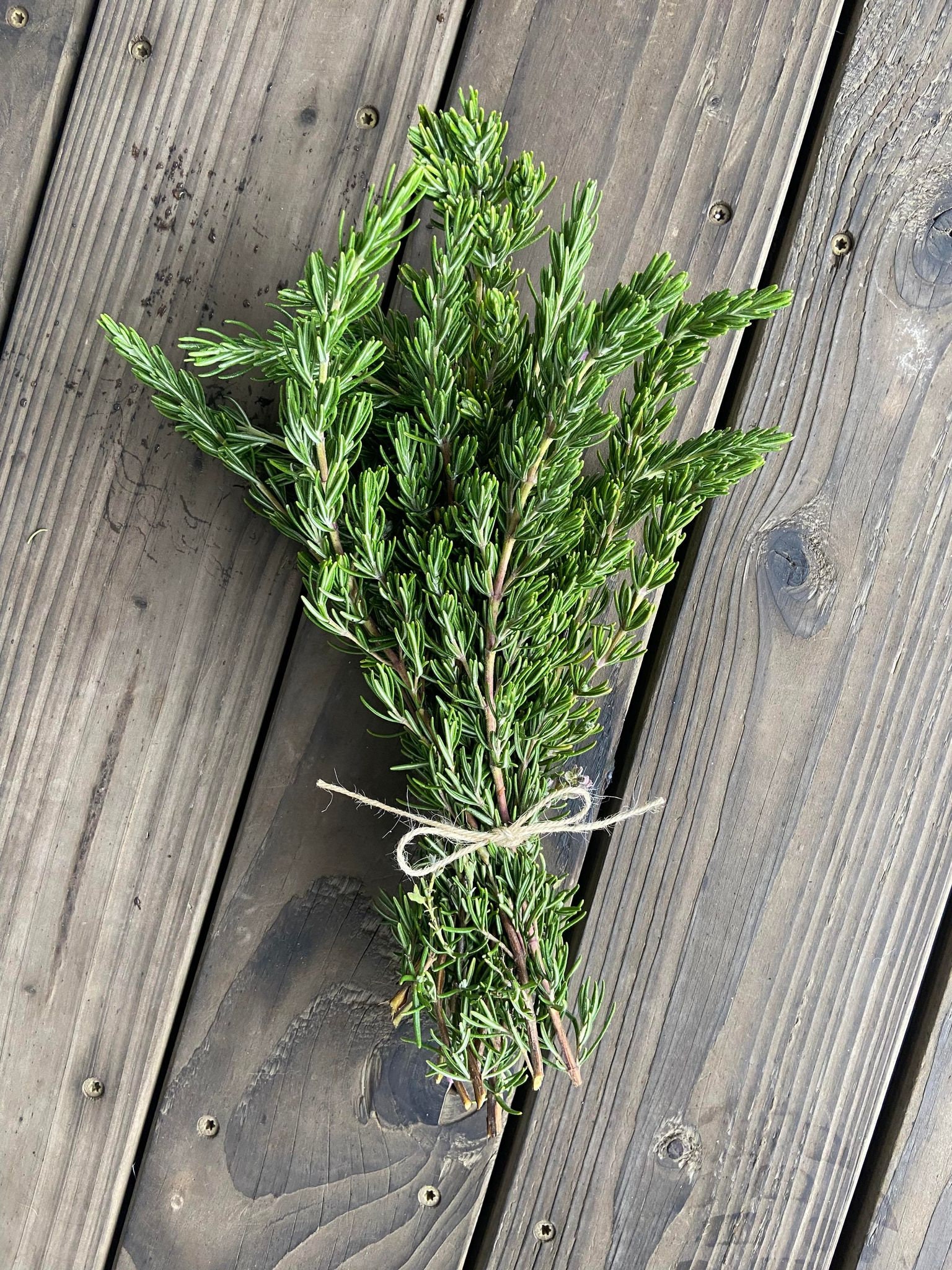 Fresh or Dried White Rosemary Bundles Grown on Our Lodi, California ...