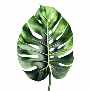 Digital Monstera Leaf Print on White Background - Etsy