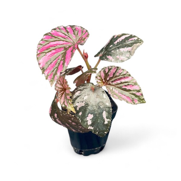 Begonia Cuttings - Etsy