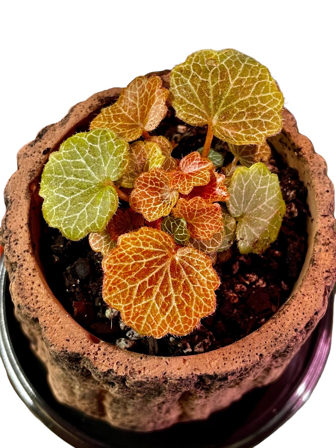 Micro Strawberry Begonia Saxifrage saxifraga Stolonifera micro - Etsy