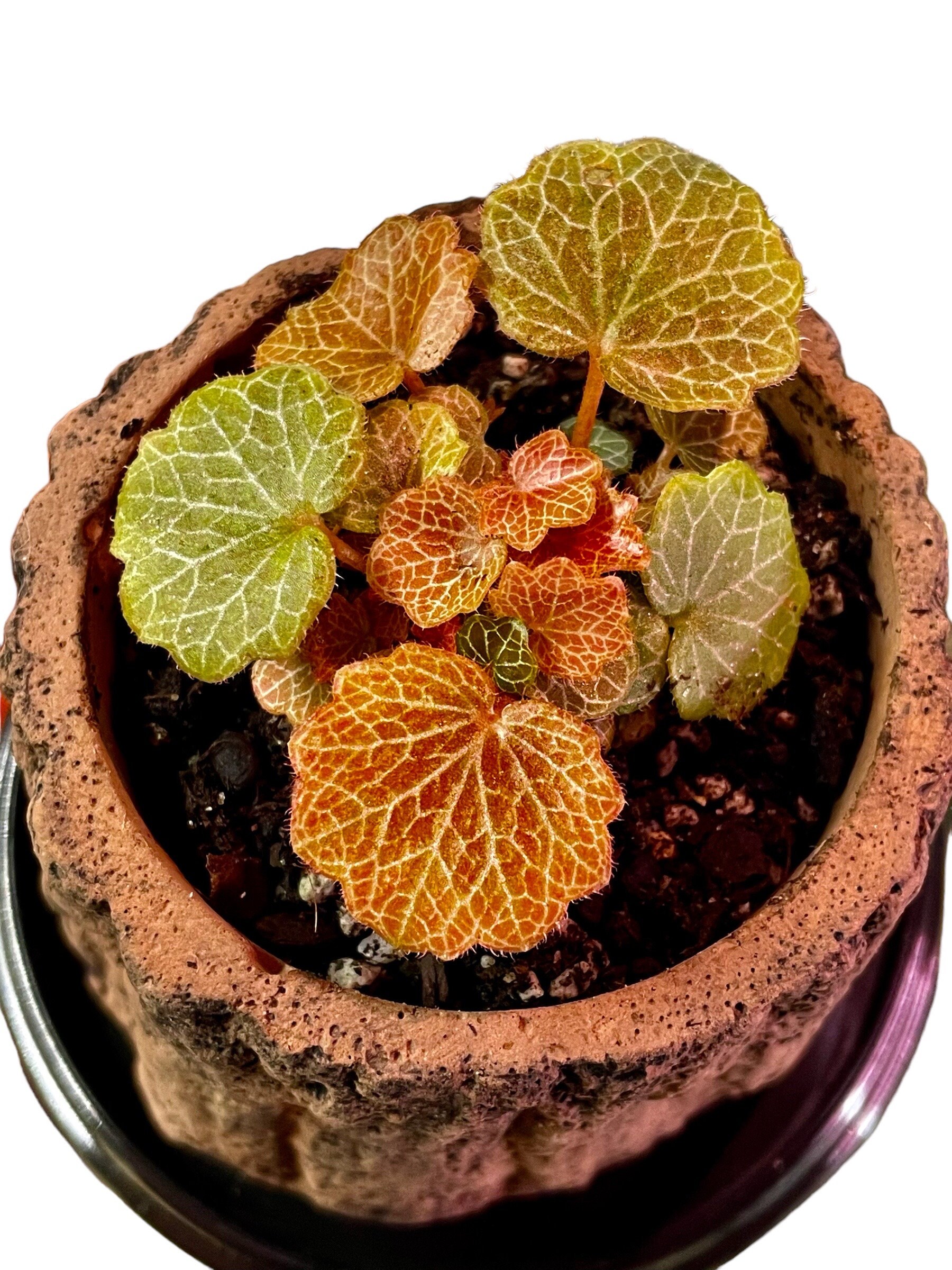 Micro Strawberry Begonia Saxifrage saxifraga Stolonifera micro - Etsy
