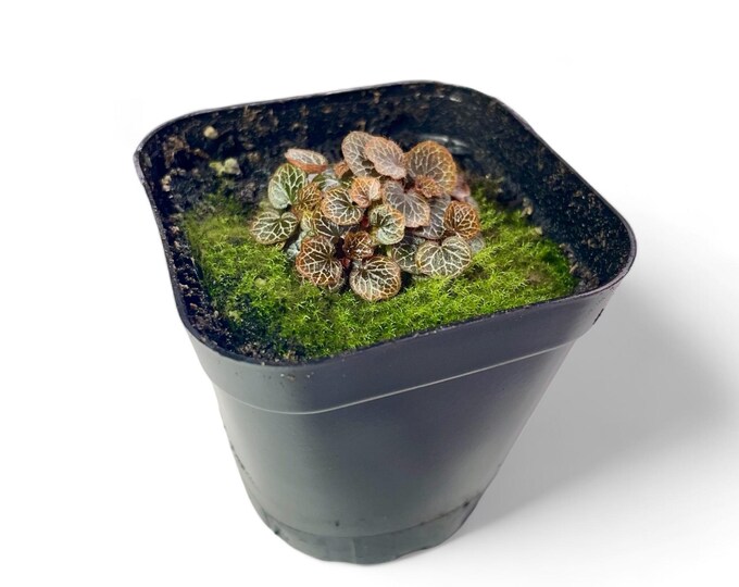 Micro Strawberry Begonia Saxifrage - Saxifraga Stolonifera F ...