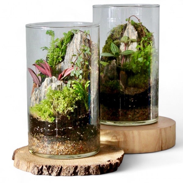 Terrarium Starter Kit - Etsy