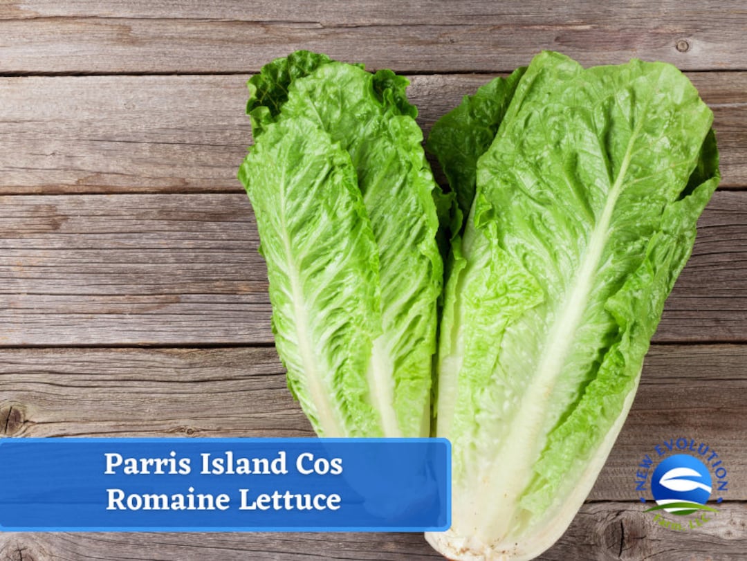 Parris Island Romaine Lettuce Seeds - Heirloom Non-gmo - Etsy