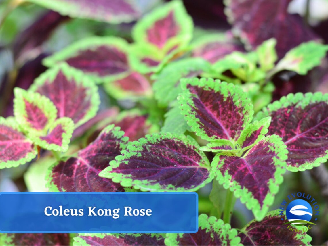 Coleus Kong Rose Seed Packet - Etsy