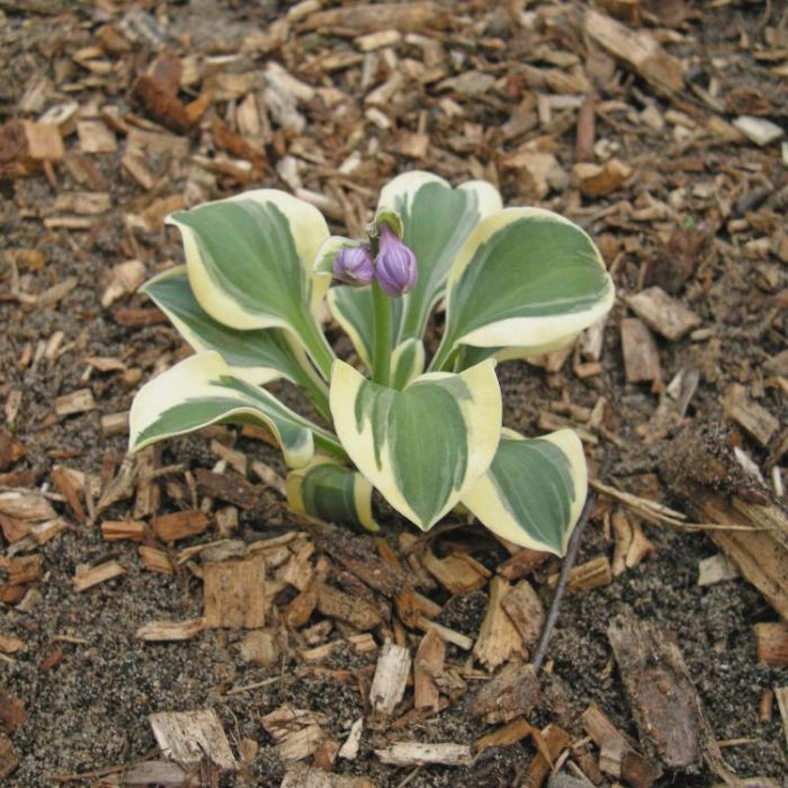 PRE-ORDER Hosta Mighty Mouse - Miniature Variegated Shade Plant, Slug ...