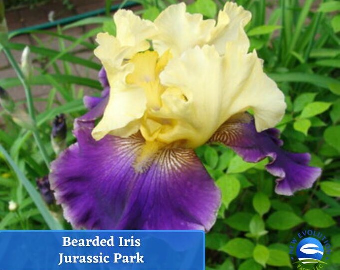 Jurassic Park Reblooming Bearded Iris Germanica Bare Root Rhizome - Etsy