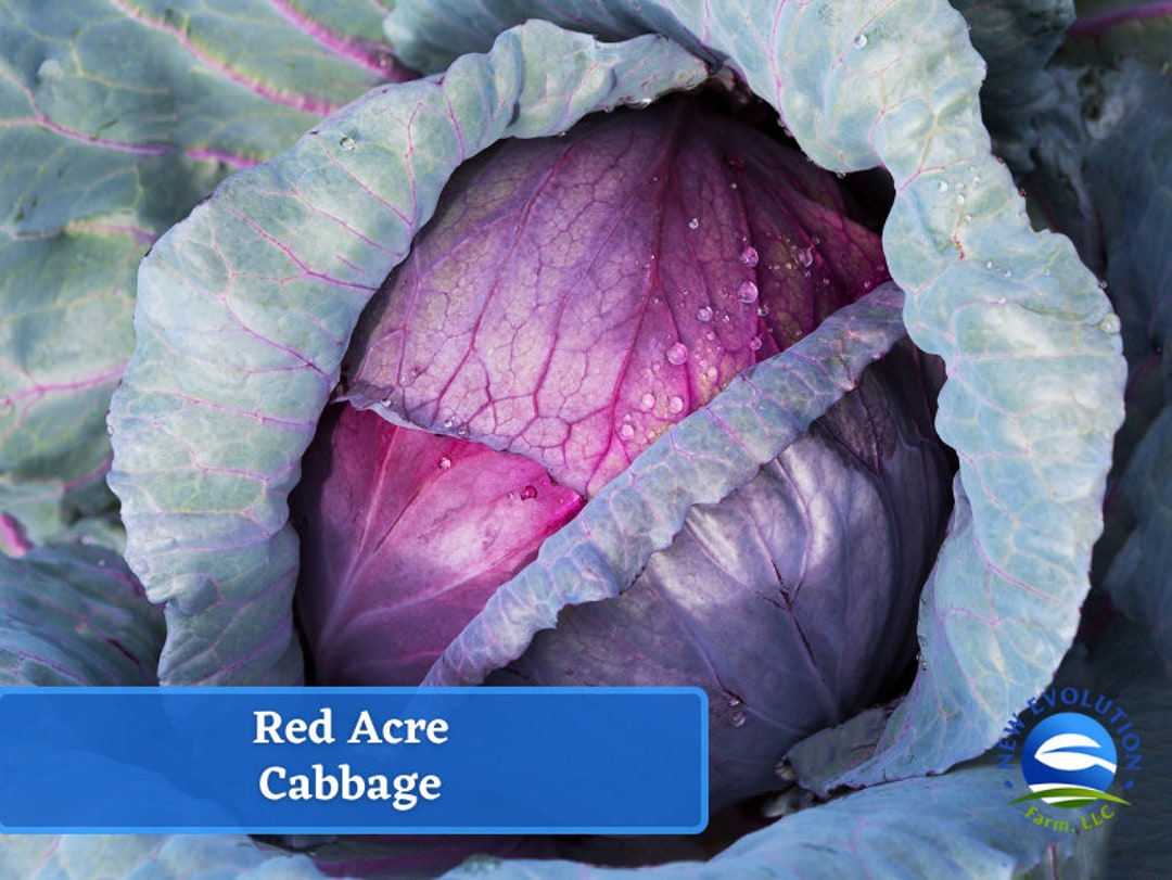 Cabbage - Red Acre Cabbage Seeds - Heirloom Seed Packet, Non-gmo - Etsy