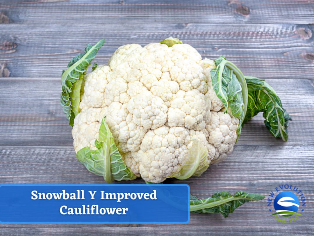 Cauliflower - Snowball Y Improved Cauliflower Seeds - Heirloom Seed ...