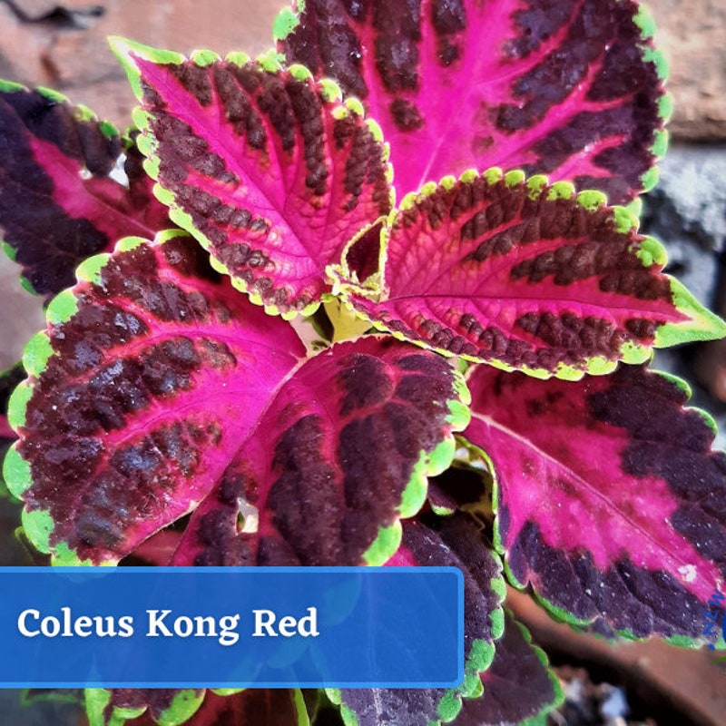 Coleus - Etsy