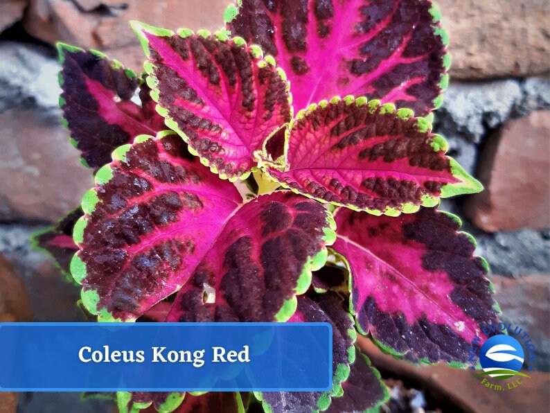 Coleus Kong Red Seed Packet - Etsy