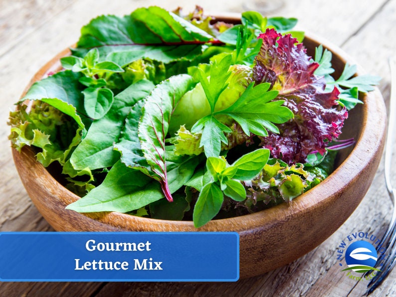 Lettuce, Mixed Gourmet Mix Lettuce Seeds Heirloom Seed Packet, Non-gmo ...
