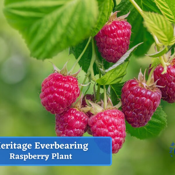Raspberry Plant - Etsy