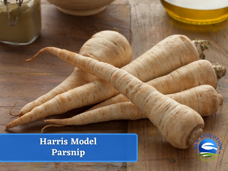 Parsnip Harris Model Parsnip Seeds Heirloom Seed Packet - Etsy
