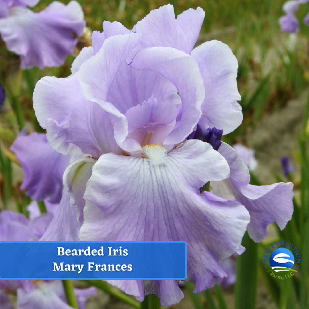 Mary Frances Bearded Iris Germanica Bare Root Rhizome - Etsy