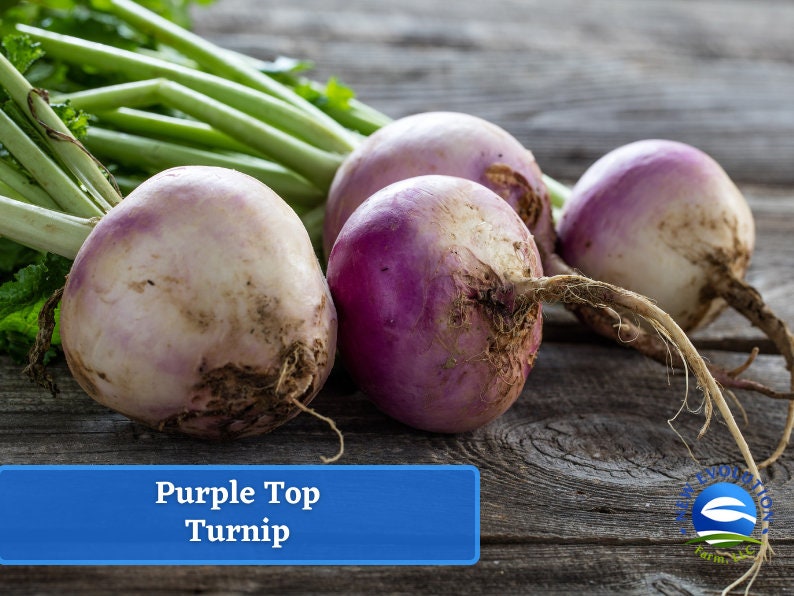 Turnip - Purple Top White Turnip Seeds - Heirloom Seed Packet, Non-gmo ...