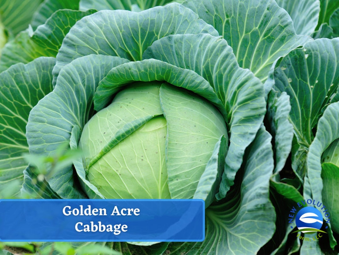 Cabbage - Golden Acre Cabbage Seeds - Heirloom Seed Packet, Non-gmo - Etsy
