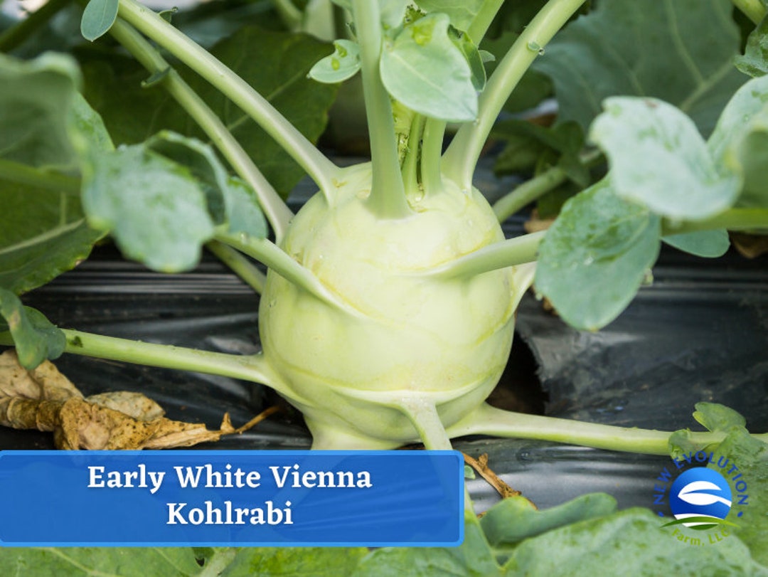 Kohlrabi - Early White Vienna Kohlrabi Seeds - Heirloom Seed Packet ...