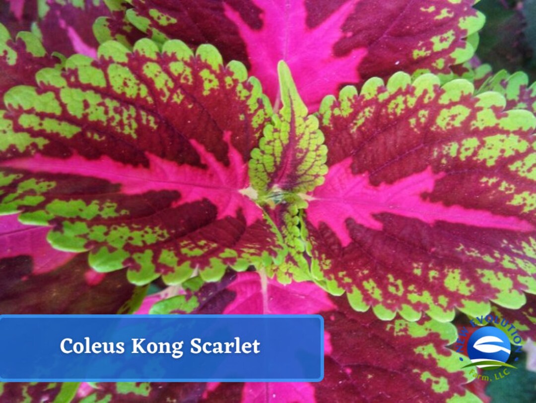 Coleus Kong Salmon Pink Seed Packet - Etsy