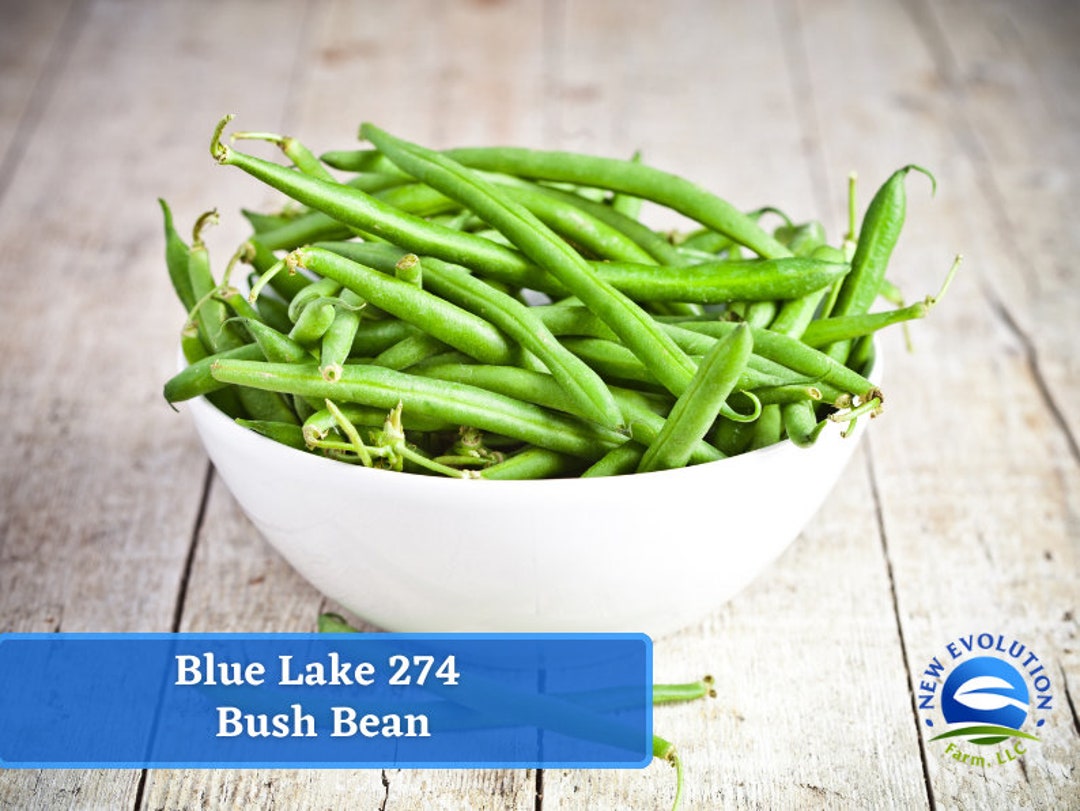 Blue Lake 274 Bush Bean Seeds 50ct - Heirloom Green Beans 55 Days - Etsy