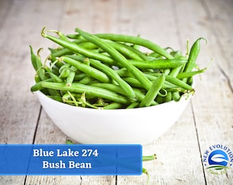 Blue Lake Bush Bean Seeds - Etsy