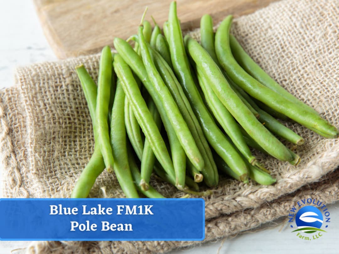 Blue Lake Pole Bean Seeds 50ct - Heirloom Climbing Green Beans 60 Days ...