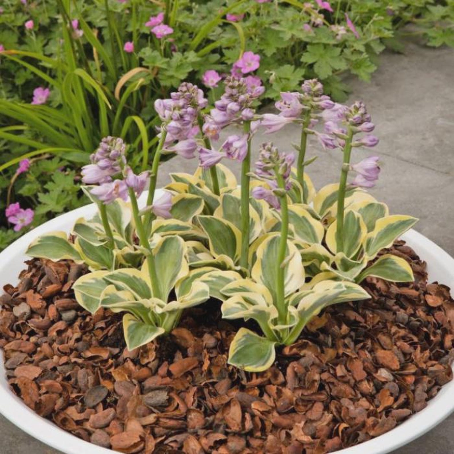 PRE-ORDER Hosta Mighty Mouse - Miniature Variegated Shade Plant, Slug ...