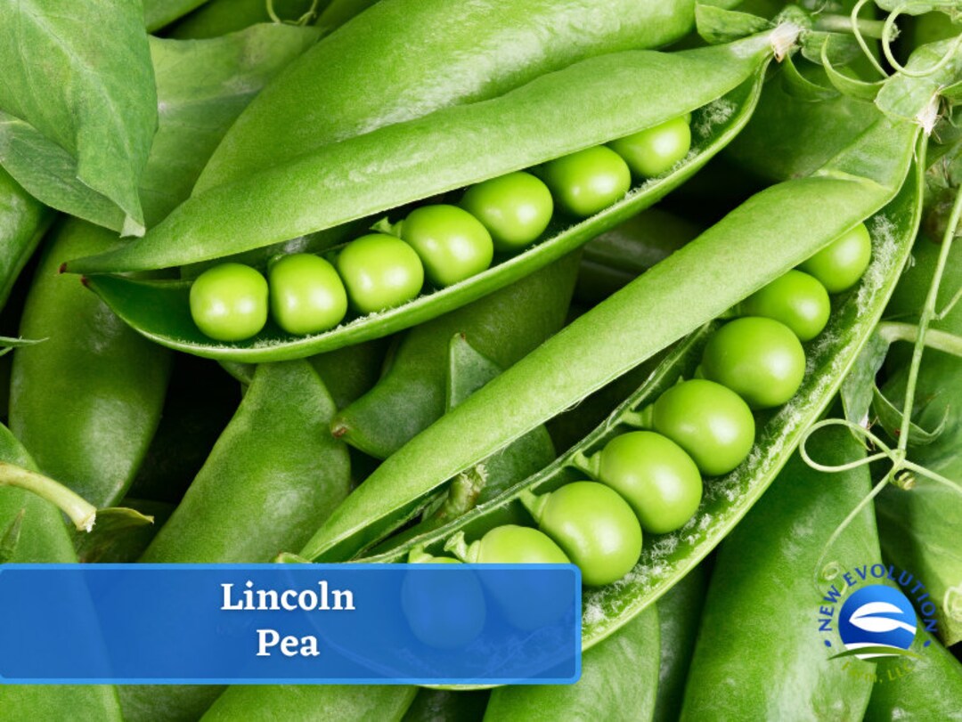 Pea - Lincoln Pea Seeds - Heirloom Seed Packet, Non-gmo - Etsy
