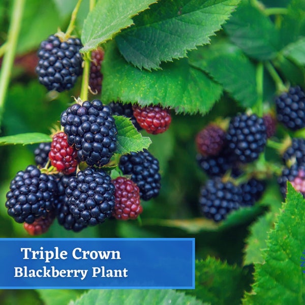 Thornless Blackberries - Etsy