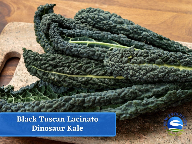Dinosaur Kale Black Tuscan Lacinato Kale Seeds Heirloom Seed Packet ...