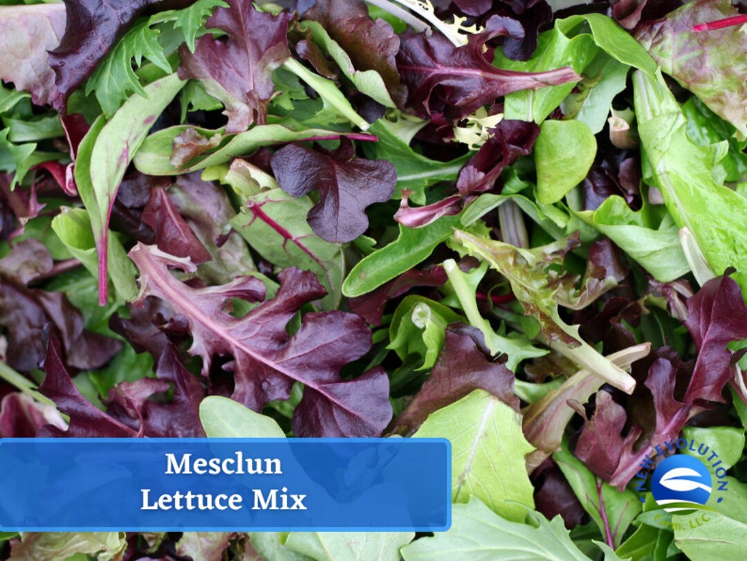 Lettuce, Mixed - Mesclun Lettuce Mix Seeds - Heirloom Seed Packet, Non ...