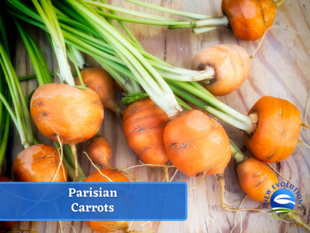 Carrots - Parisian Carrot Seeds - Heirloom Seed Packet, Non-gmo - Etsy