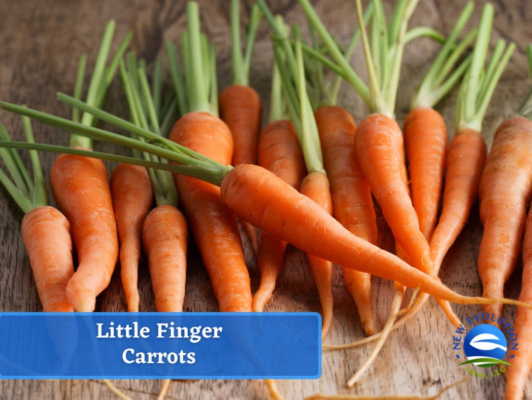 Carrots - Little Fingers Carrot Seeds - Heirloom Seed Packet, Non-gmo ...