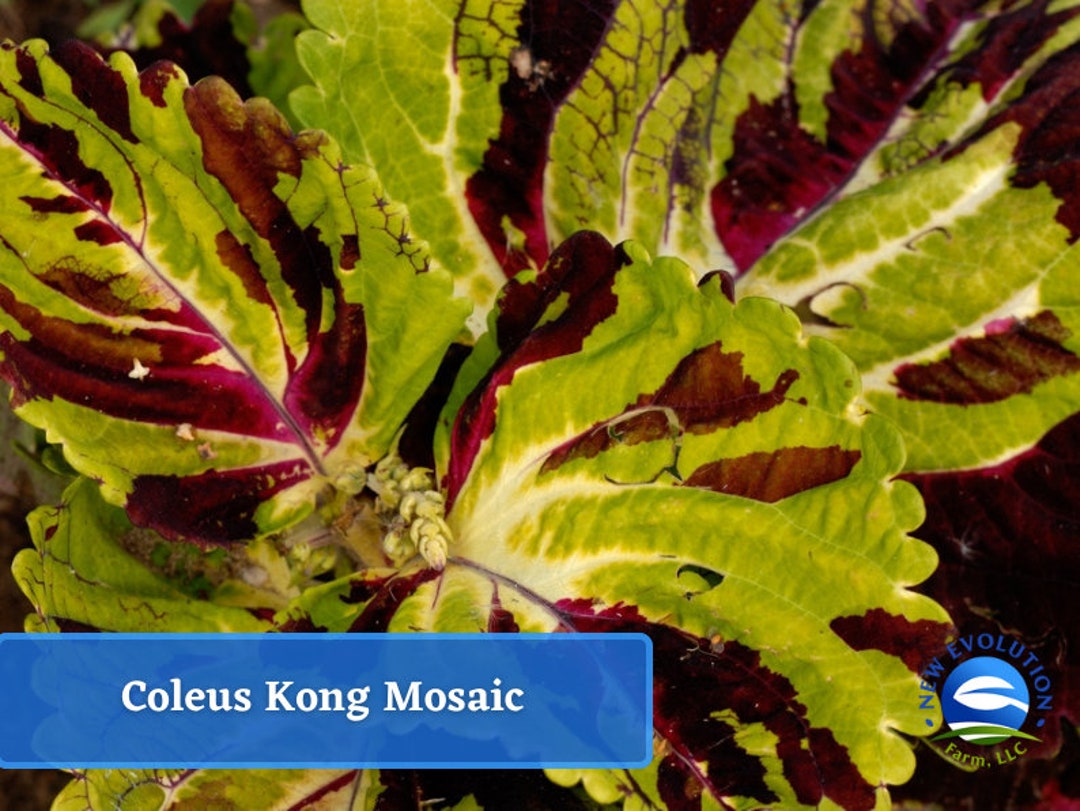 Coleus Kong Mosaic Seed Packet - Etsy