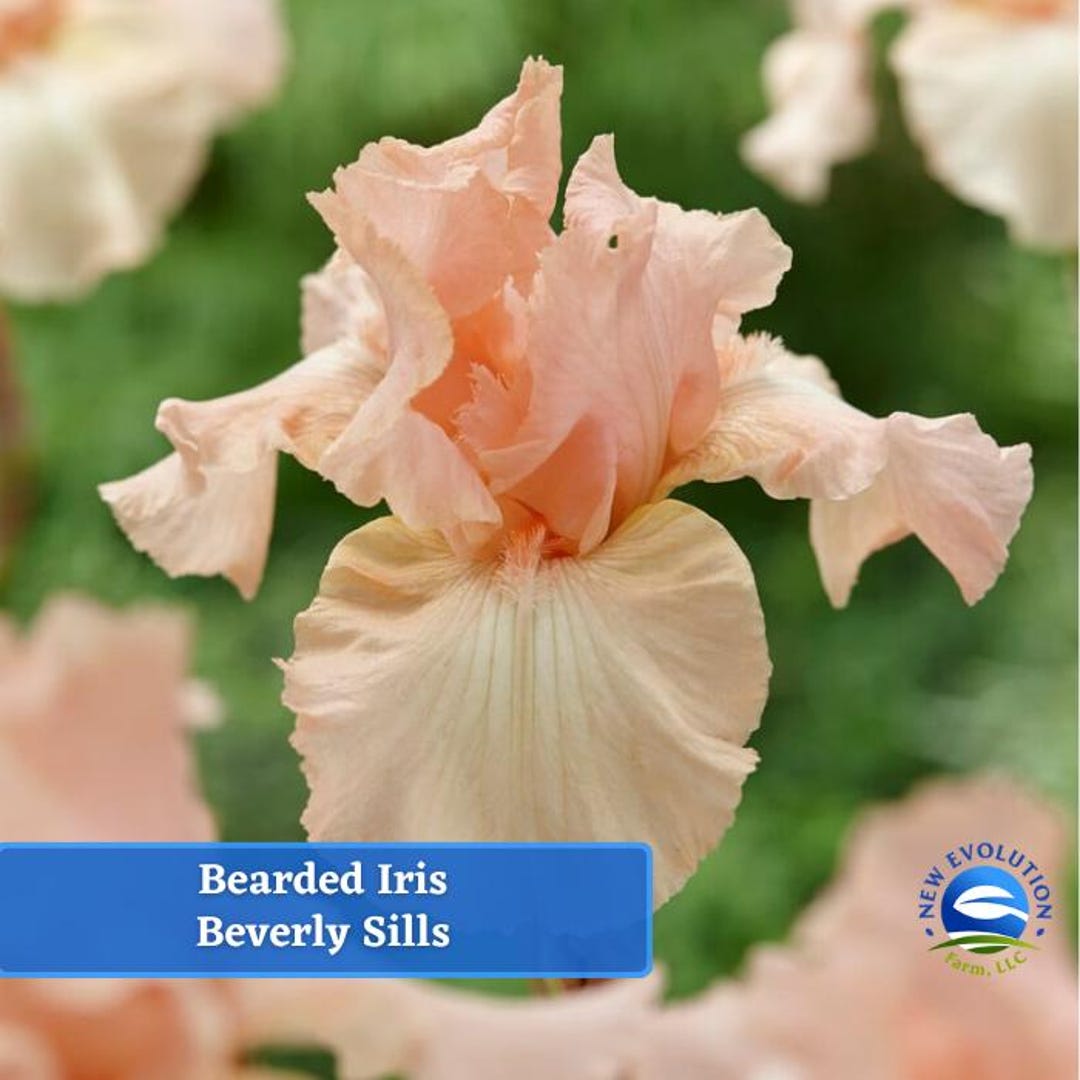 Beverly Sills Bearded Iris Germanica Bare Root Rhizome - Etsy