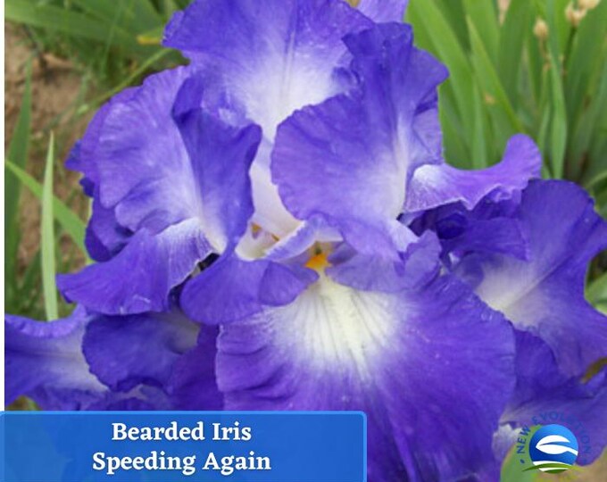 Purple White Reblooming Iris Speeding Again - Fragrant Bearded Iris ...
