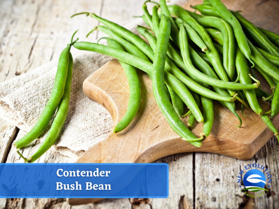 Bush Bean Contender Bush Bean Seeds Heirloom Seed Packet, Non-gmo - Etsy