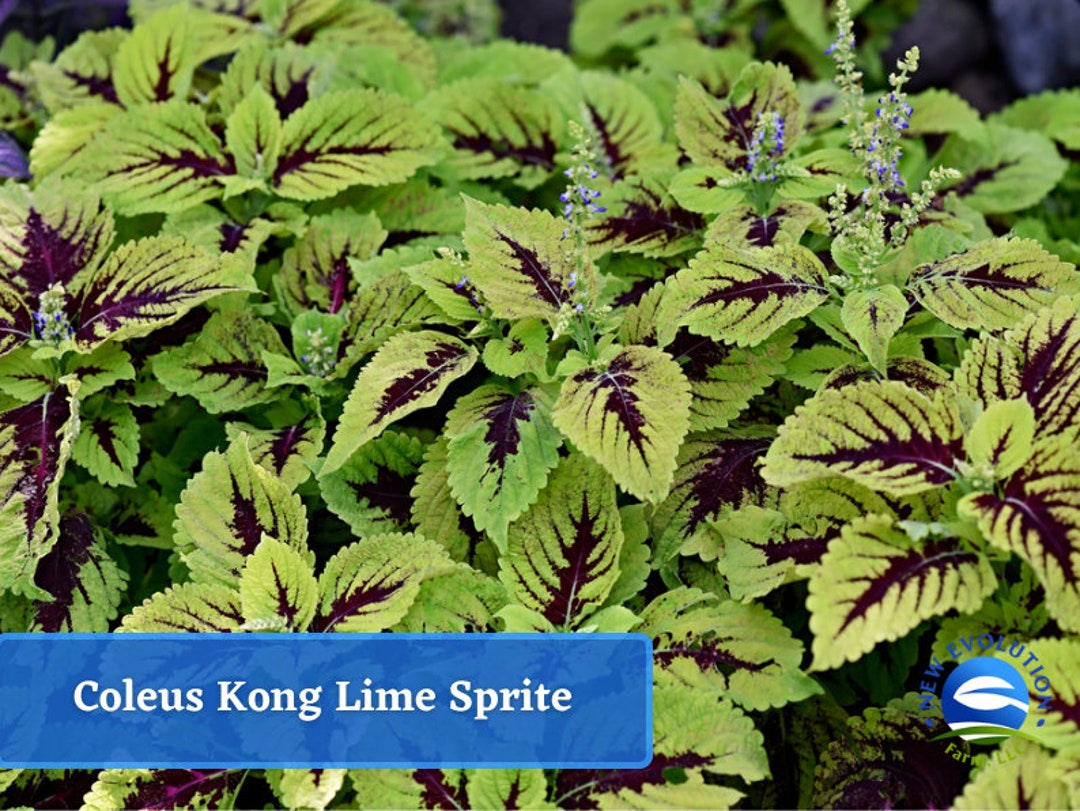 Coleus Kong Lime Sprite Seed Packet - Etsy