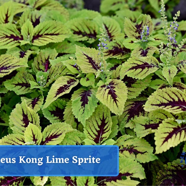 Coleus Seeds - Etsy