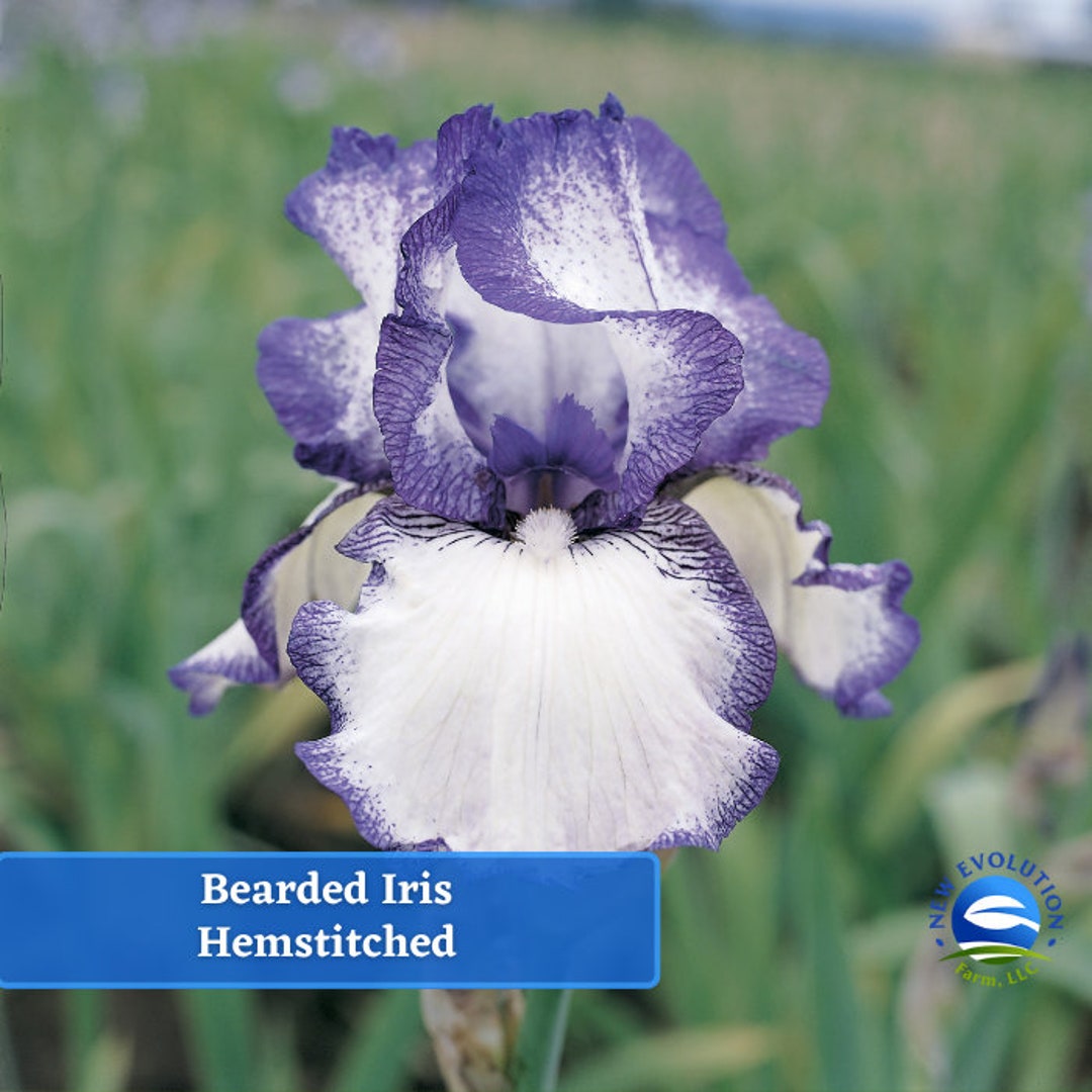 Hemstitched Bearded Iris Germanica Bare Root Rhizome - Etsy