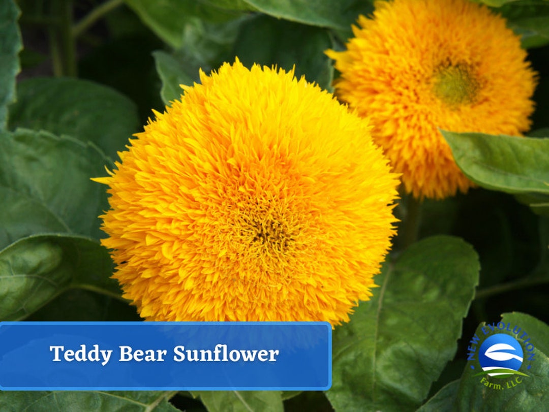 Teddy Bear Sunflower Seeds - Etsy