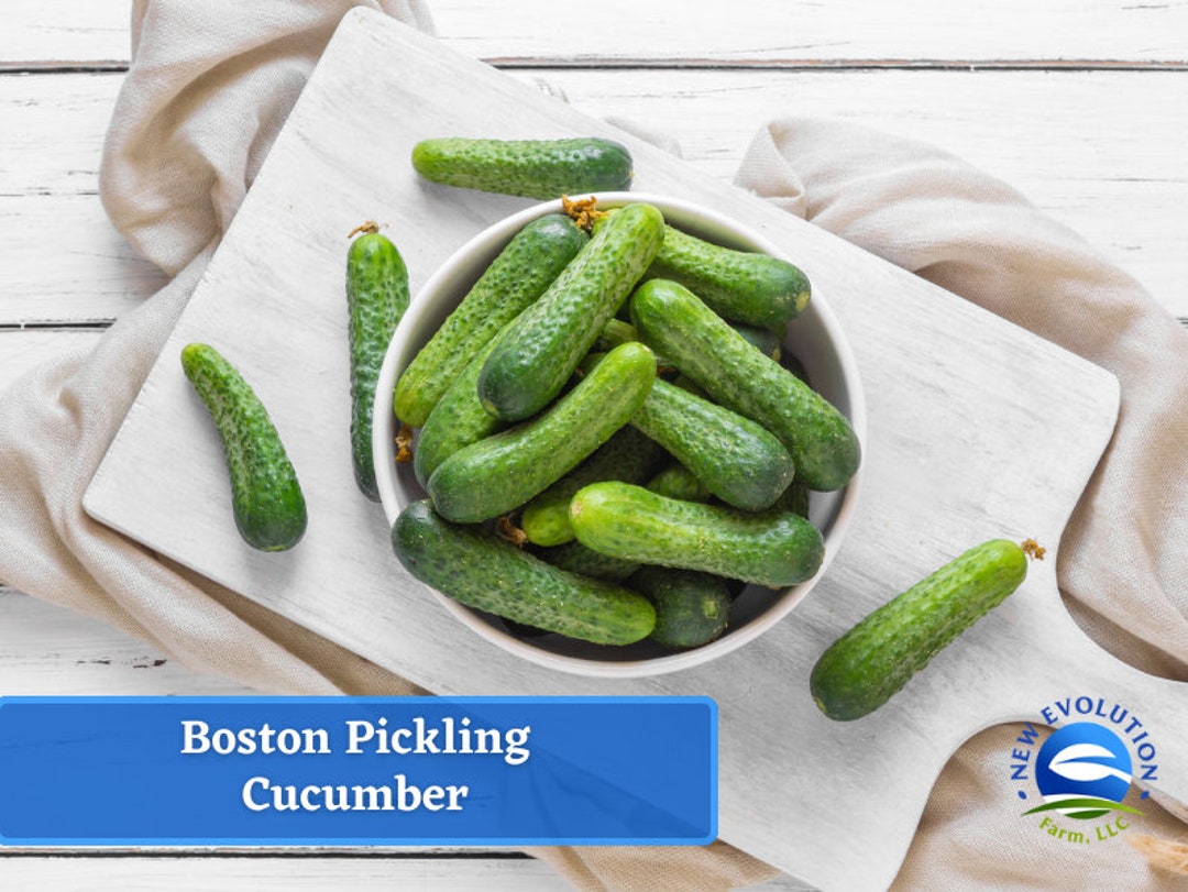 Boston Pickling Cucumber Seeds, Heirloom, Non-gmo - Etsy