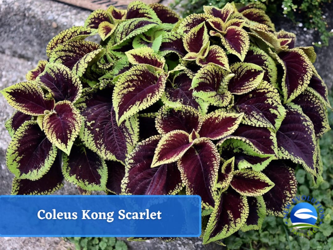 Coleus Kong Scarlet Seed Packet - Etsy