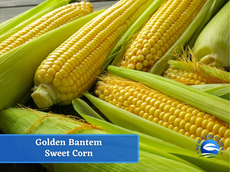 Sweet Corn Golden Bantam Corn Seeds Heirloom Seed Packet, Non-gmo - Etsy