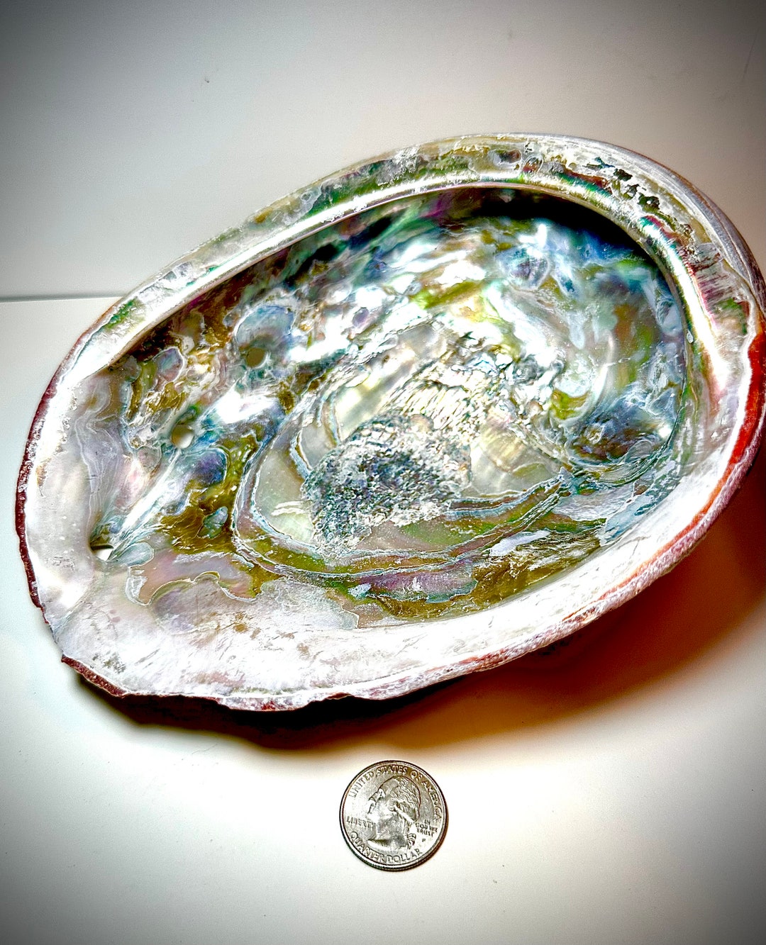 Red Abalone Shell 8 Inch Large Shell for Smudging - Etsy