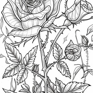 Embrace the Beauty of Roses! Over 250 Rose Coloring Pages - Printable ...