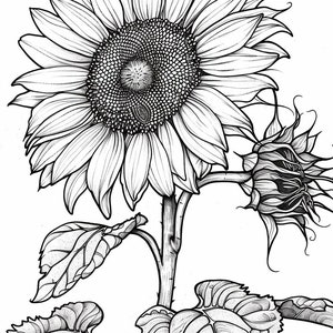Embrace the Sunshine! Nearly 200 Sunflower Coloring Pages - Printable ...