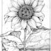 Embrace the Sunshine! Nearly 200 Sunflower Coloring Pages - Printable ...