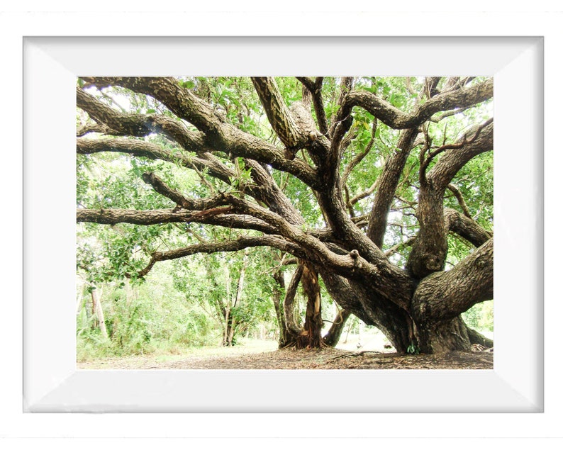 Oak Tree Print Oak Art Photography Digital Download Spring - Etsy