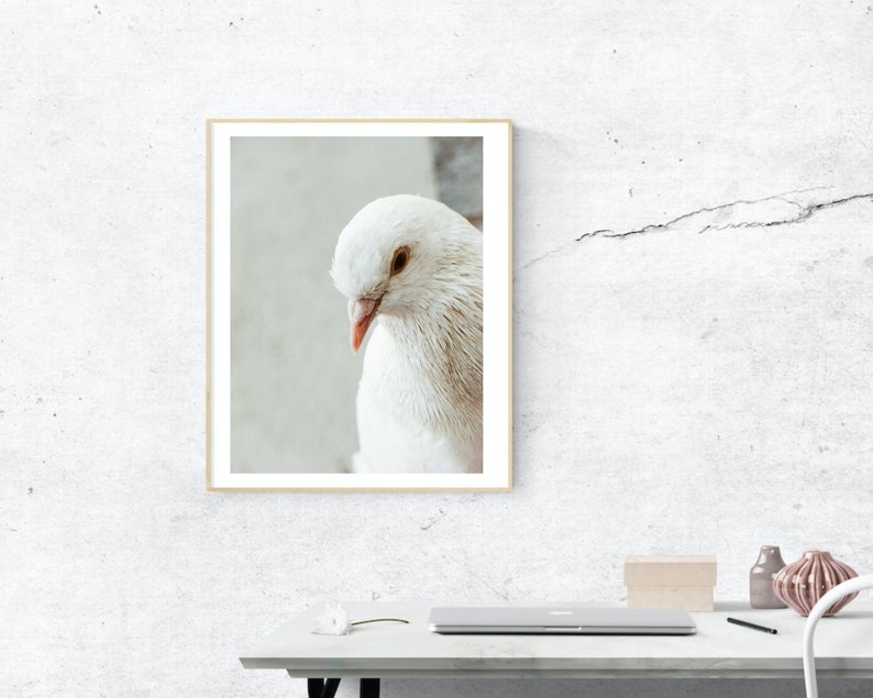 Dove Print Dove Portrait Art Print White Bird Photography White Dove ...